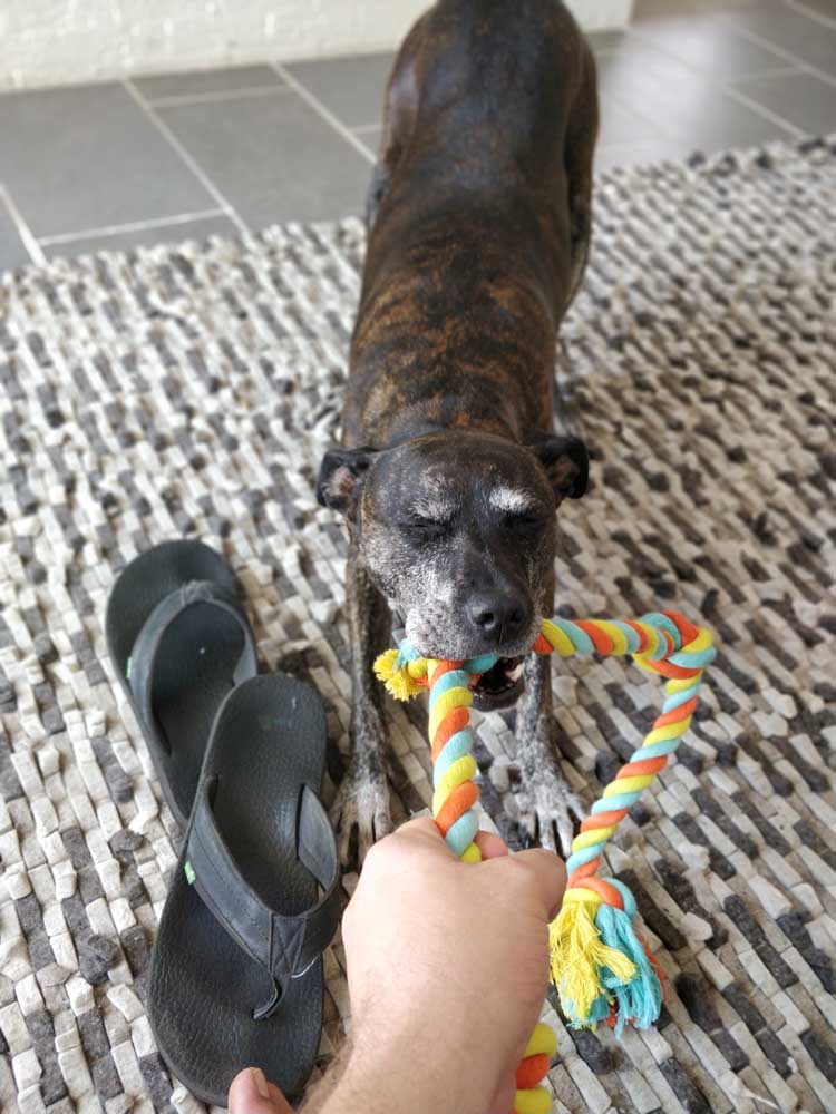 Remembering Remy – Our Family Dog