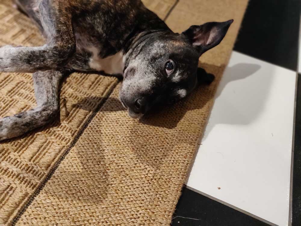 Remembering Remy – Our Family Dog