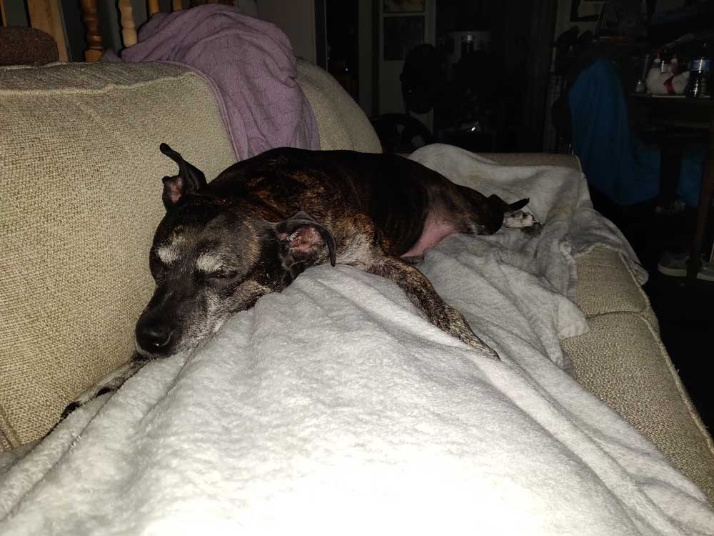 Remembering Remy – Our Family Dog