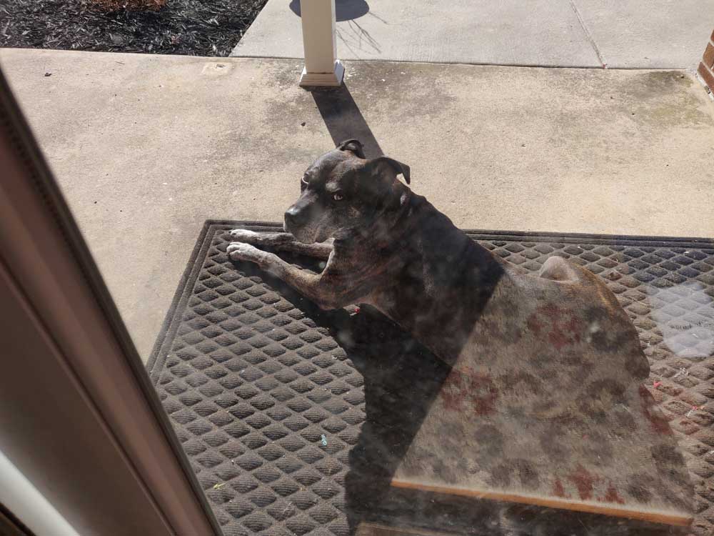 Remembering Remy – Our Family Dog