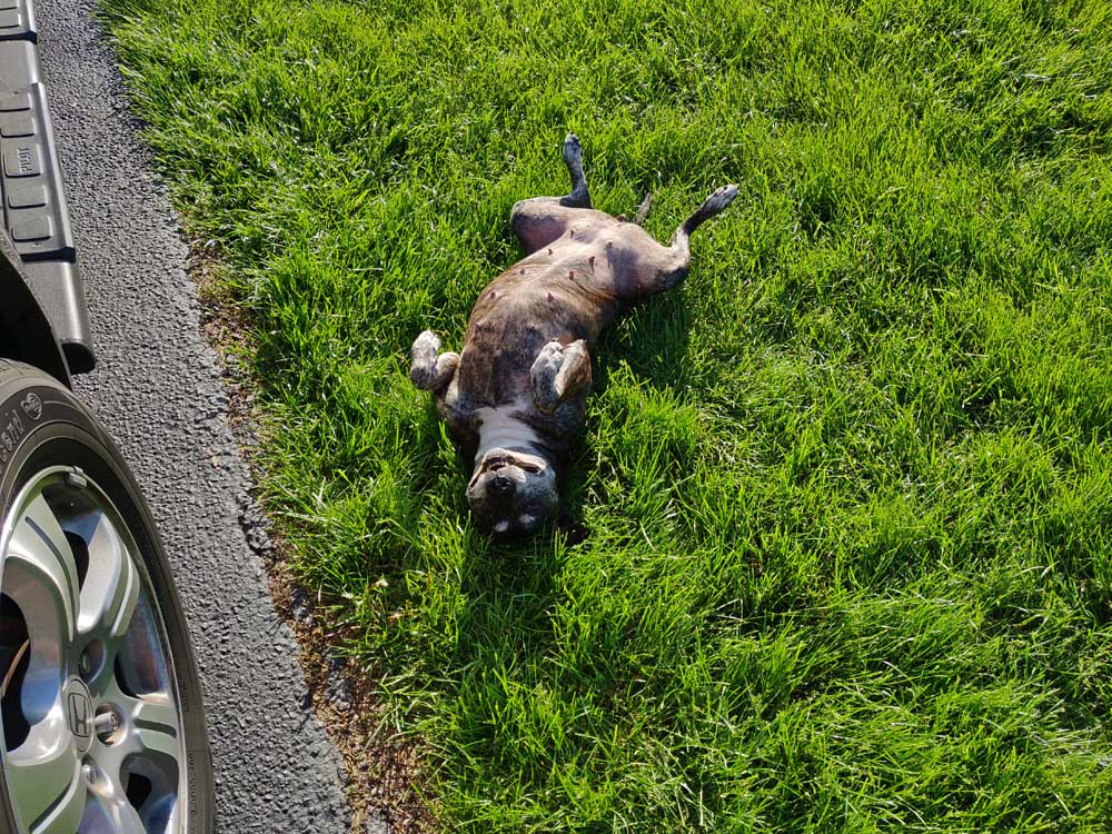 Remembering Remy – Our Family Dog