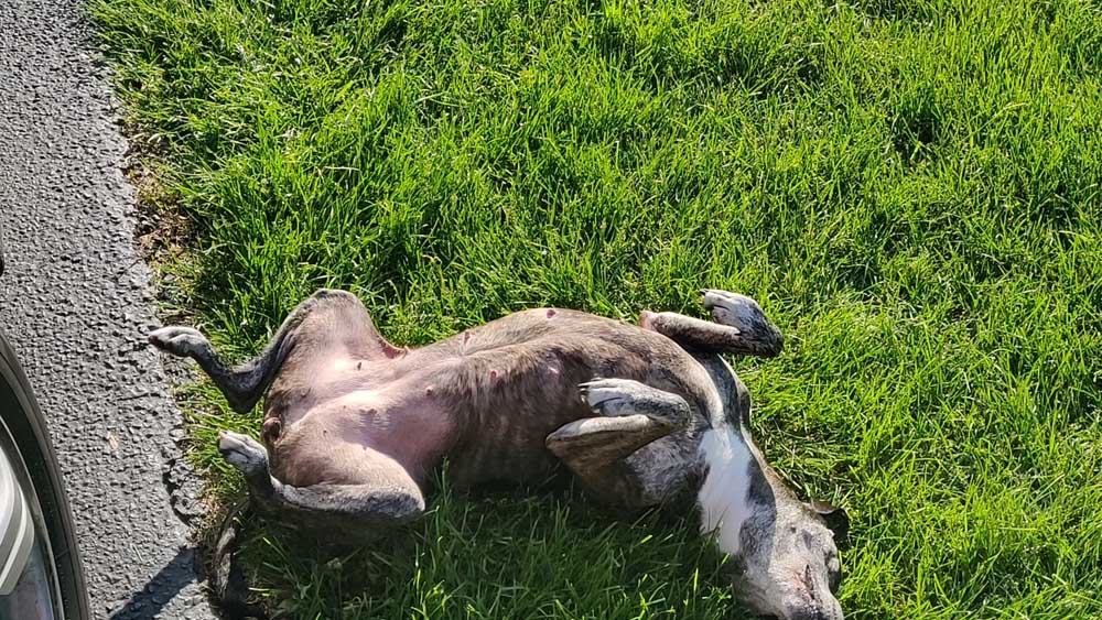 Remembering Remy – Our Family Dog