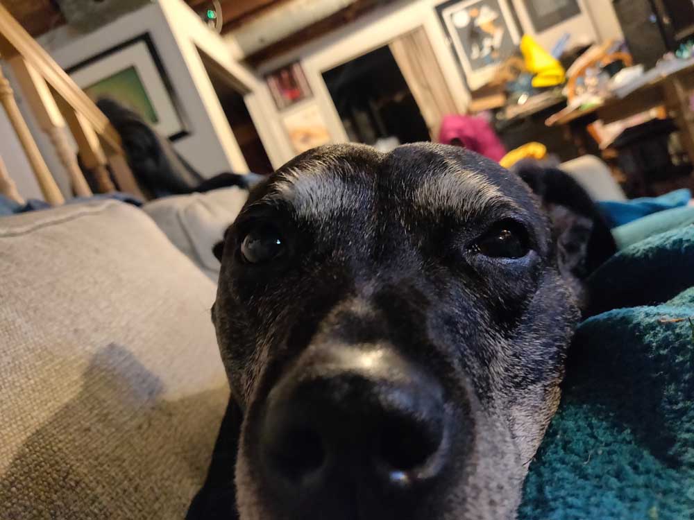 Remembering Remy – Our Family Dog