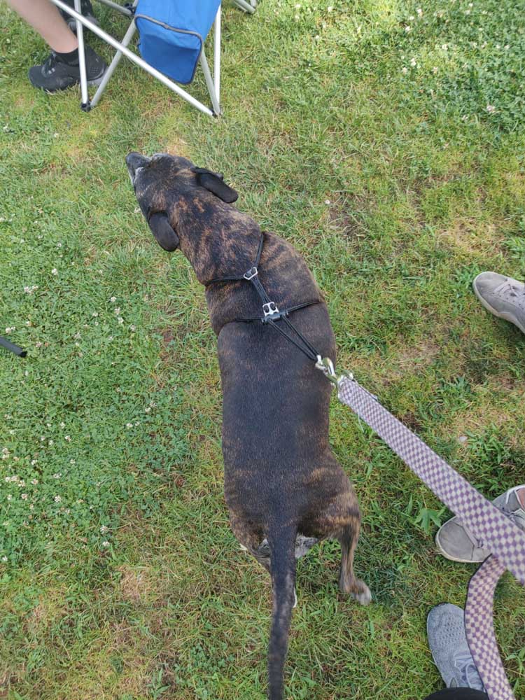 Remembering Remy – Our Family Dog