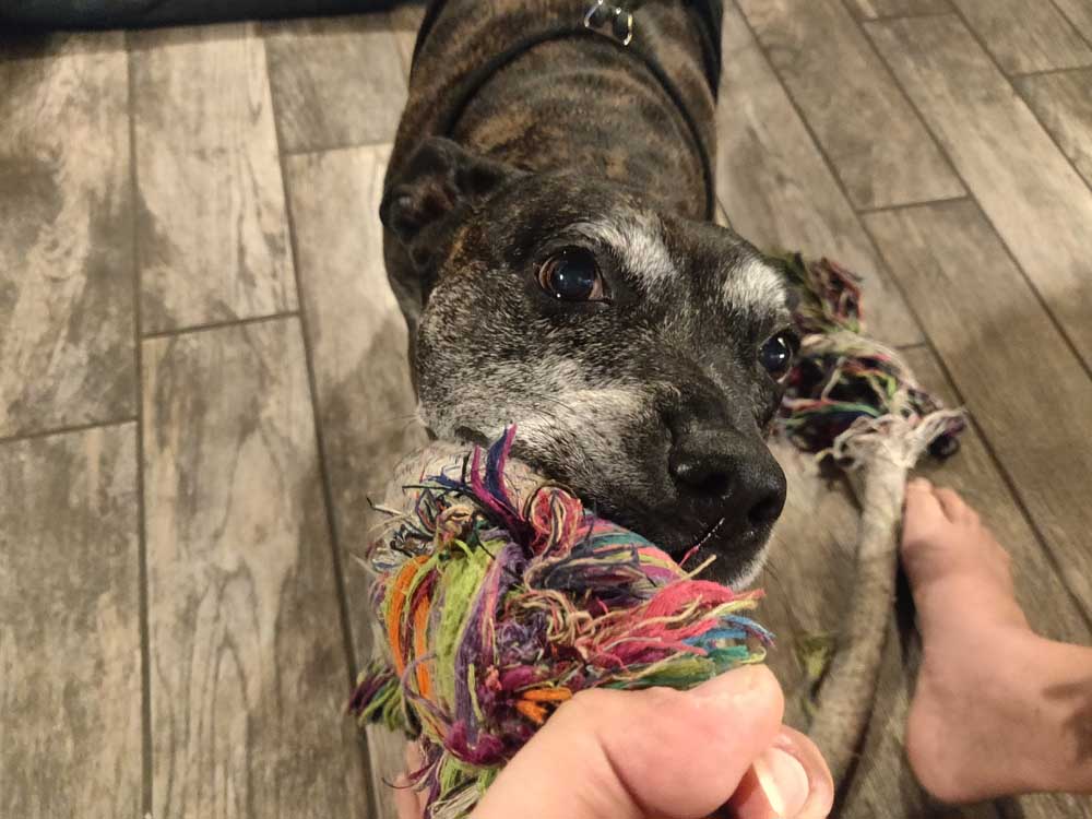 Remembering Remy – Our Family Dog