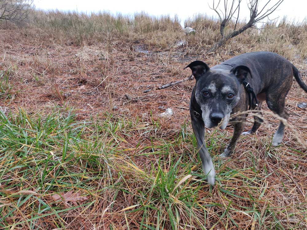 Remembering Remy – Our Family Dog