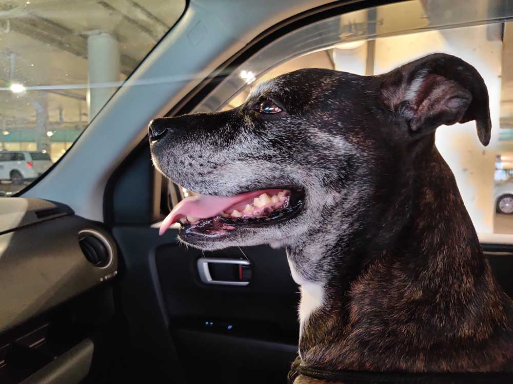 Remembering Remy – Our Family Dog