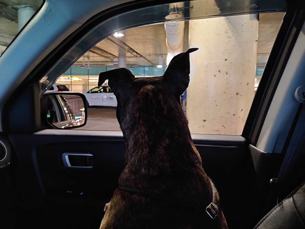 Finding a Local Foster for Remy