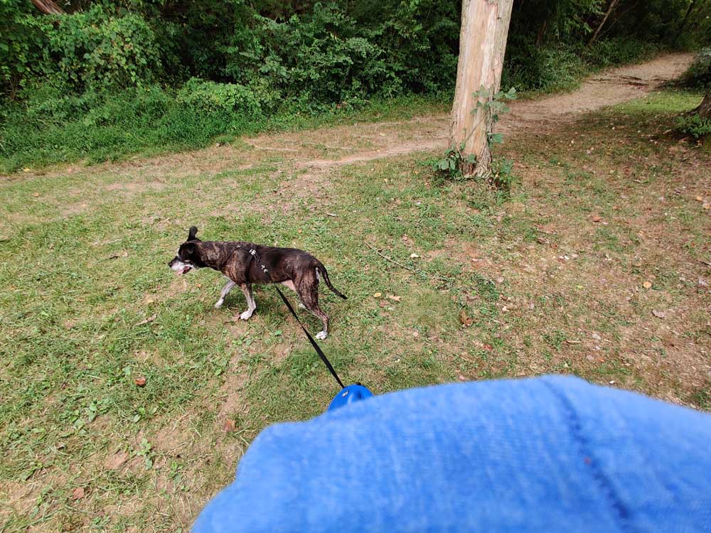 Finding a Local Foster for Remy