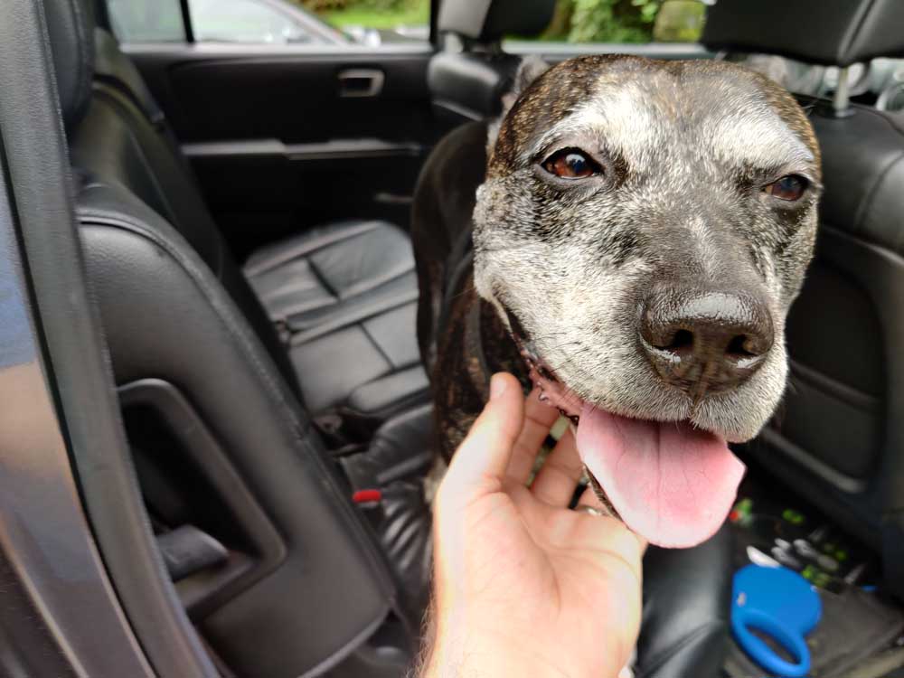 Remembering Remy – Our Family Dog