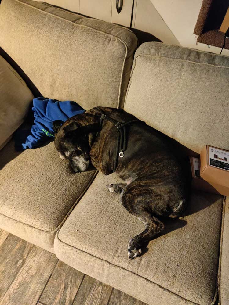 Finding a Local Foster for Remy