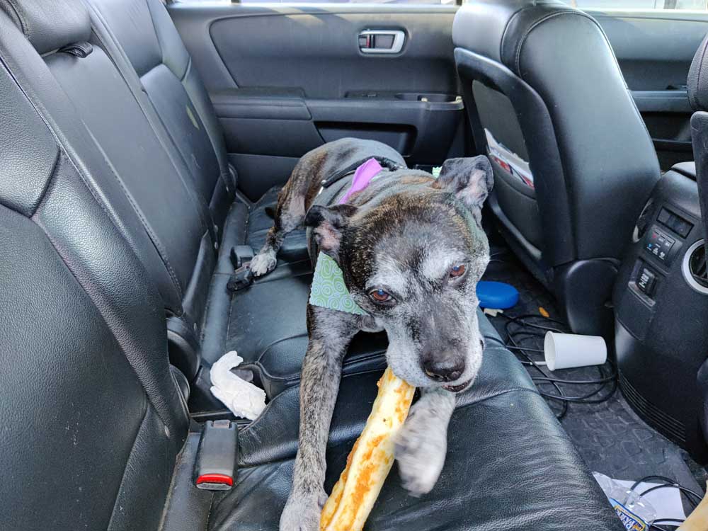 Finding a Local Foster for Remy