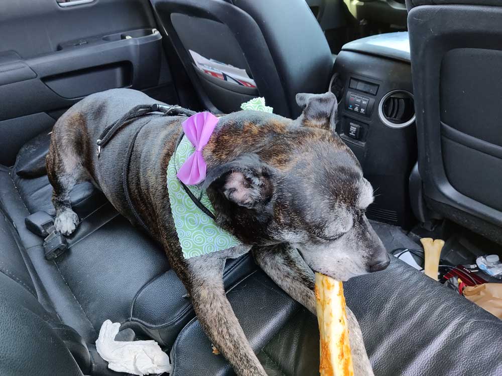 Remembering Remy – Our Family Dog