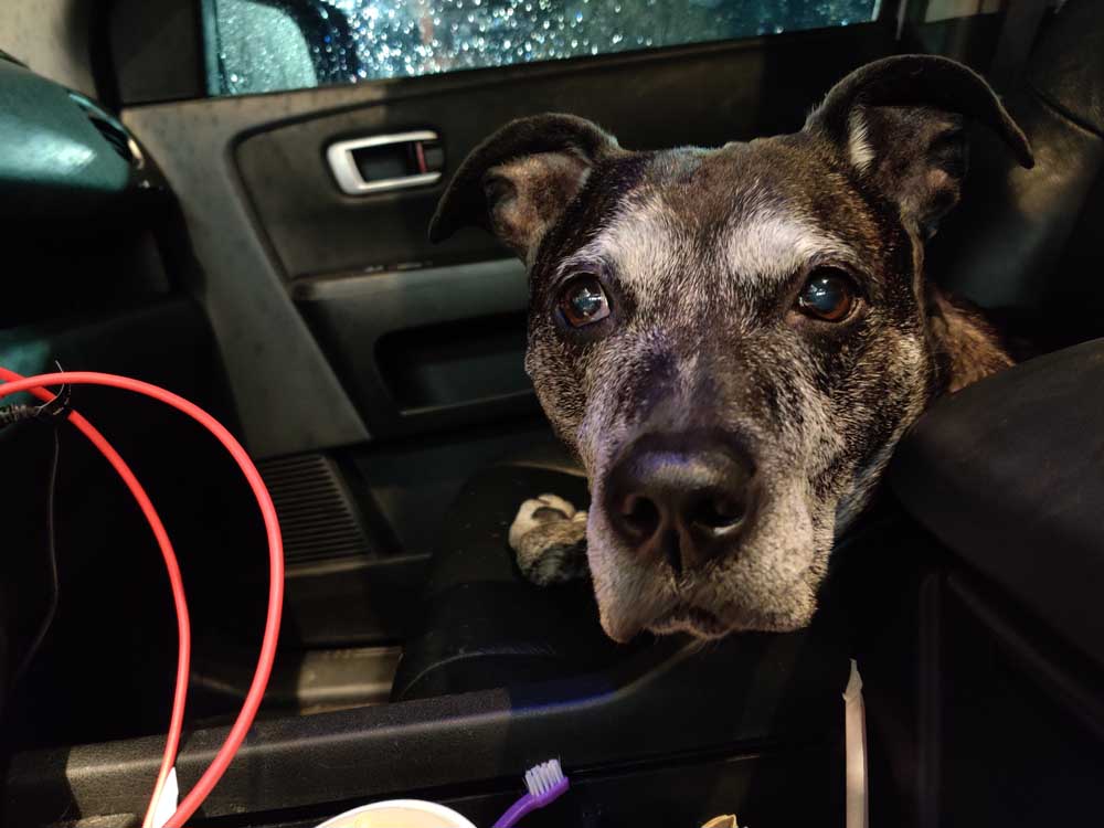 Remembering Remy – Our Family Dog