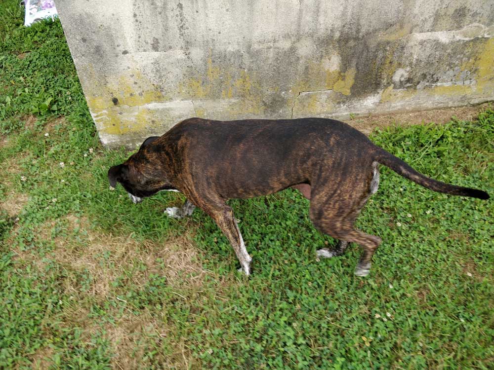 Remembering Remy – Our Family Dog