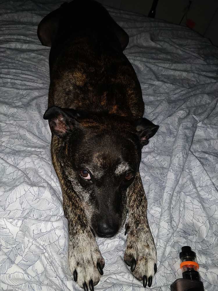 Remembering Remy – Our Family Dog