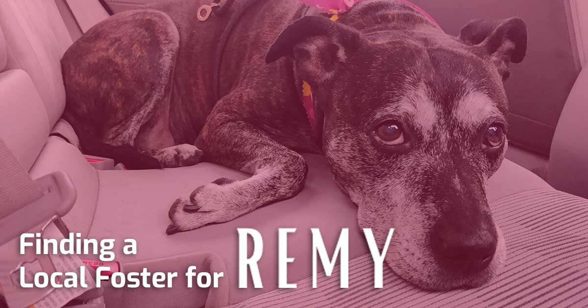 Finding a Local Foster for Remy